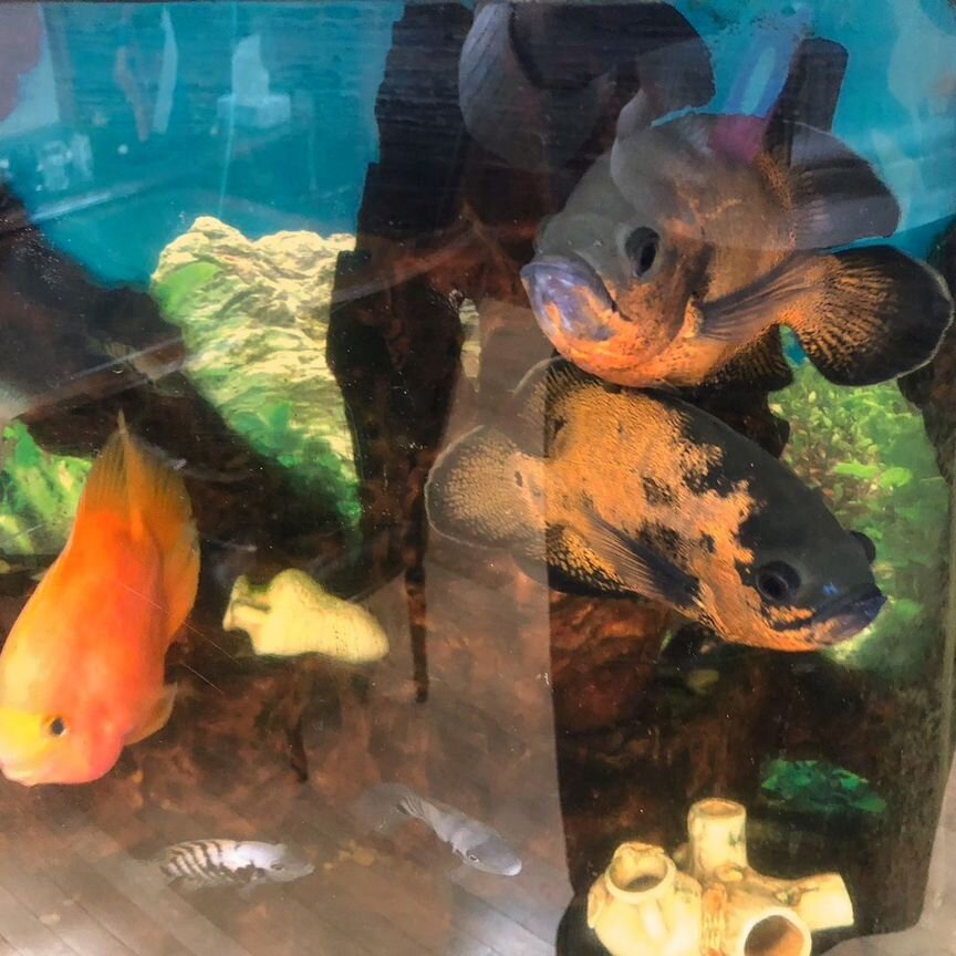 Отдам в добрые руки астронотусов