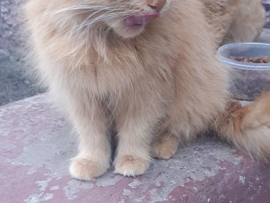 Кошки в добрые руки породистые