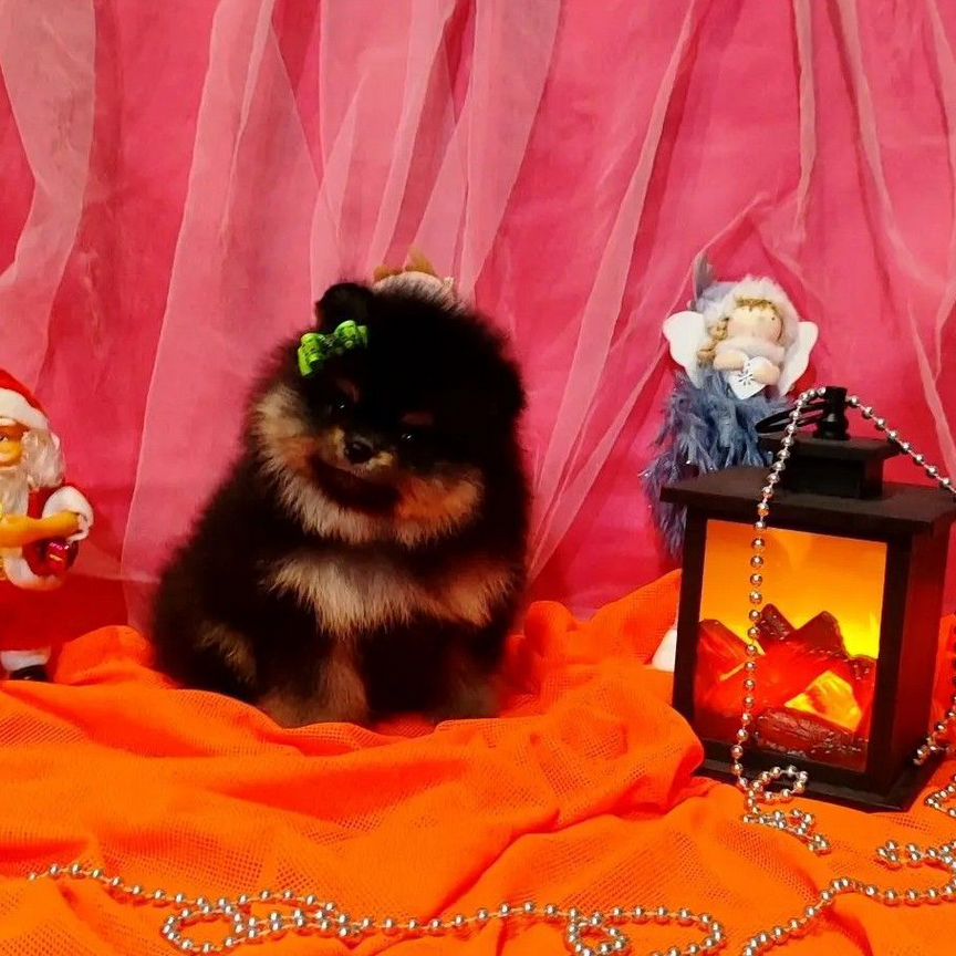 Померанский шпиц, щенок