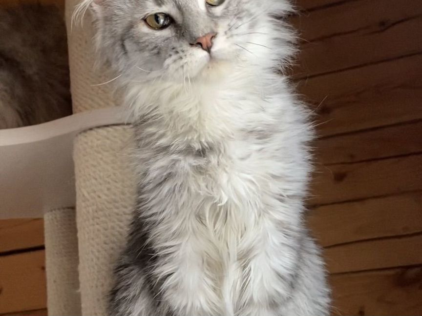 Девочка мейн-куночка