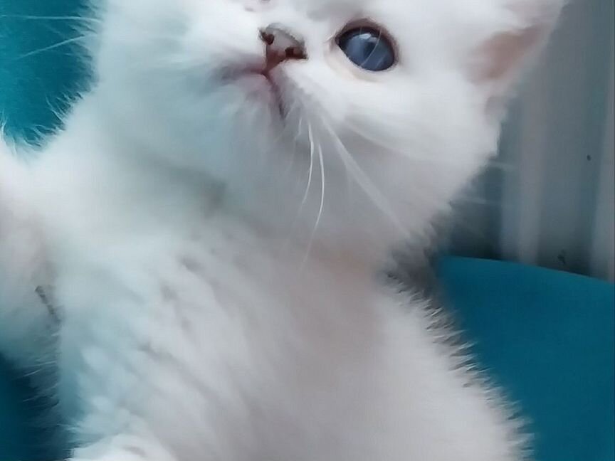 Котики британской шиншиллы