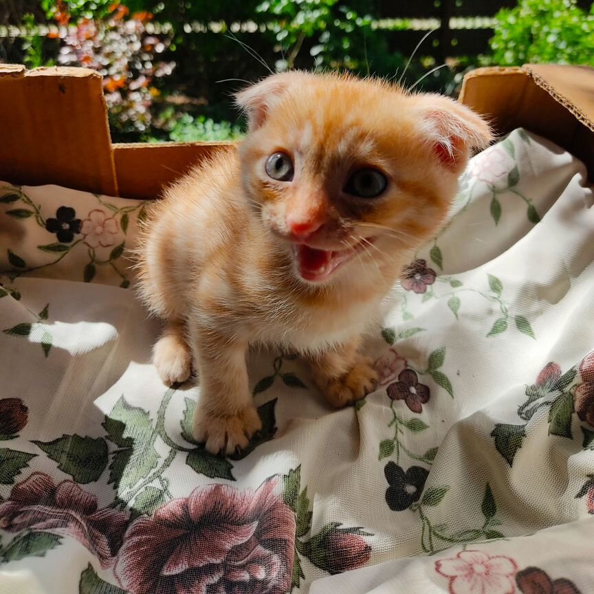 Шотландские вислоухие