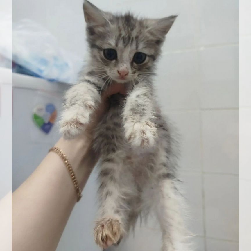 Котёнок в добрые руки