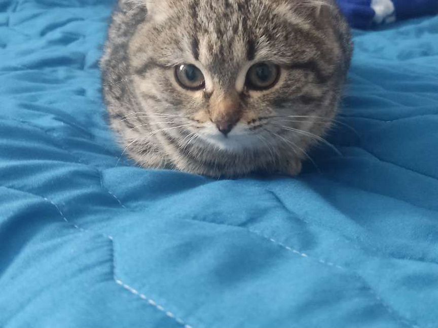 Котенок в добрые руки (девочка)
