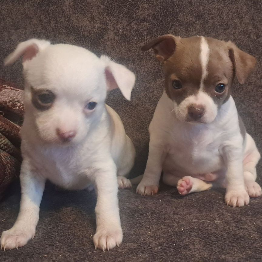 Чишки ребятишки