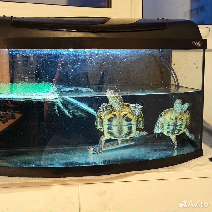 Красноухие черепахи с аквариумом