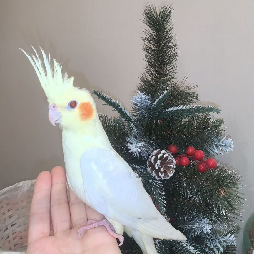 Попугай Корелла птенец ручной45 дней