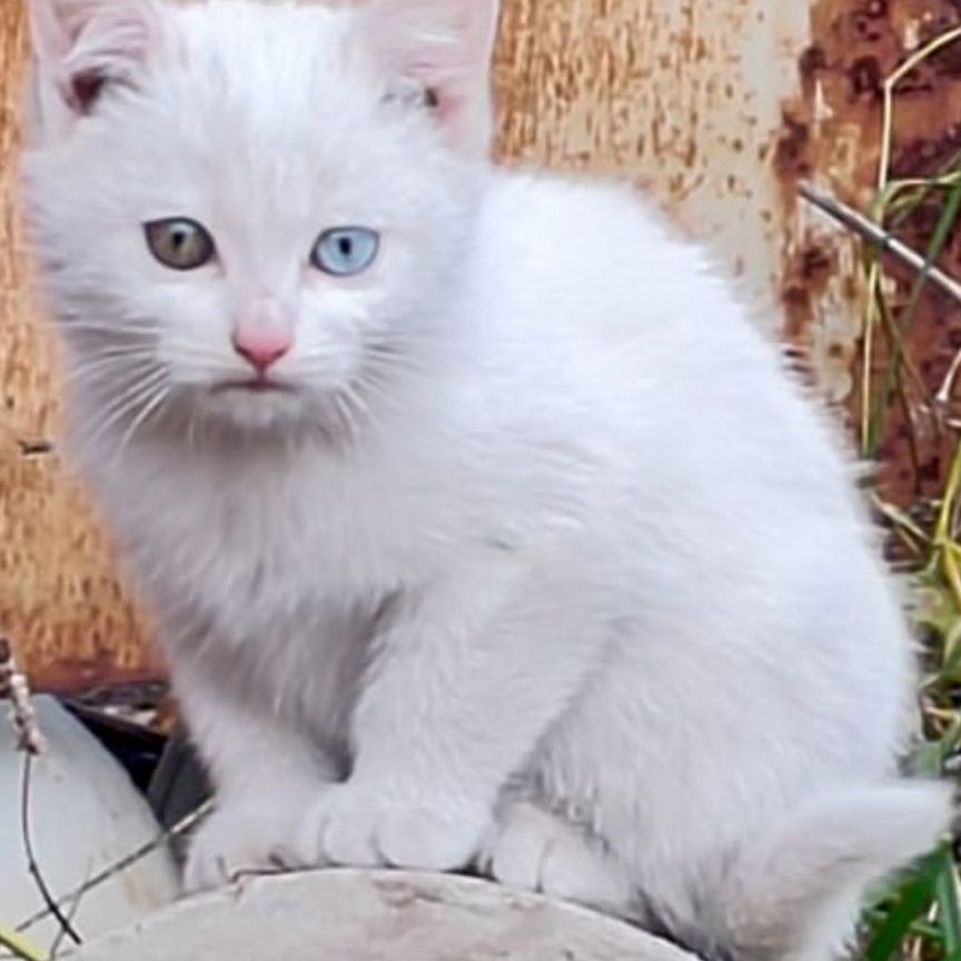 Котенок белый разноглазый