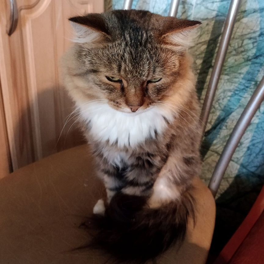 Взрослый кот в добрые руки