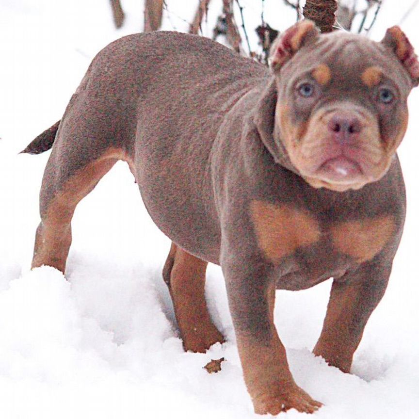 Американский булли/питомник