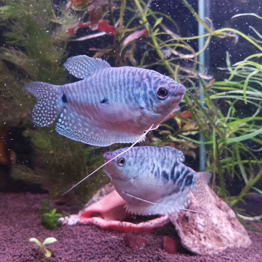 Гурами мраморный