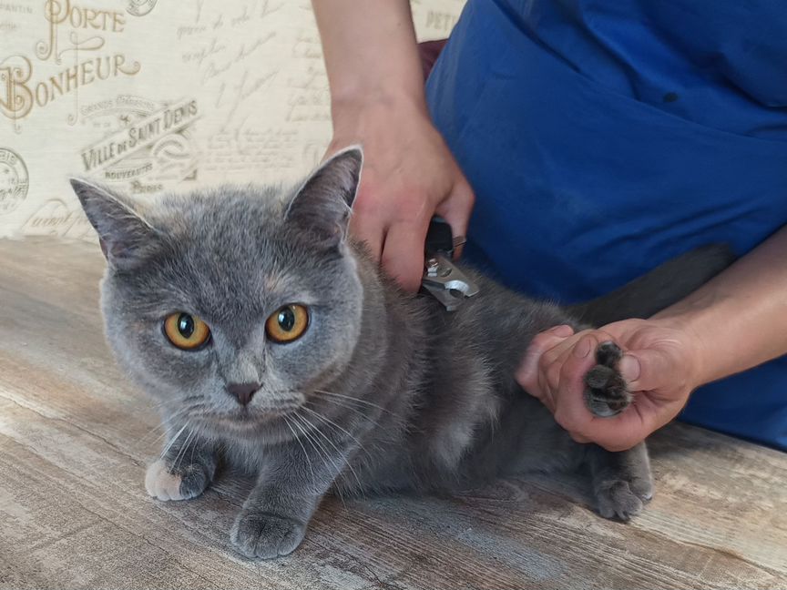 Отдам кошку. Британская с черепаховым оттенком