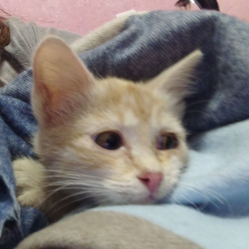 Котёнок в добрые руки