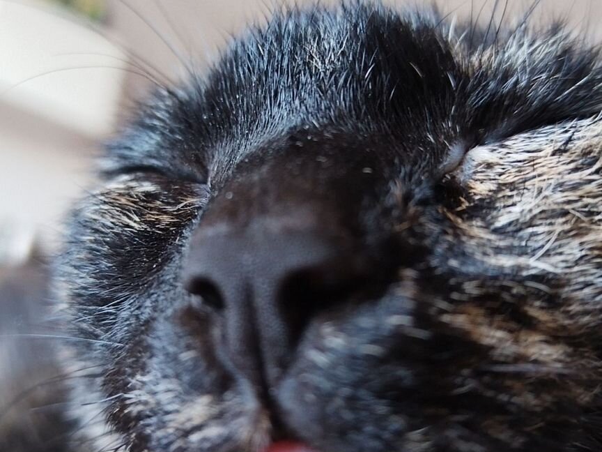 Кошечка полгода, ищет дом