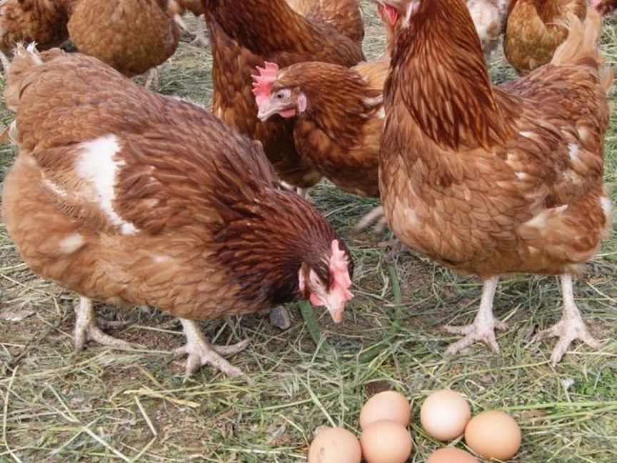 Куры несушки продам