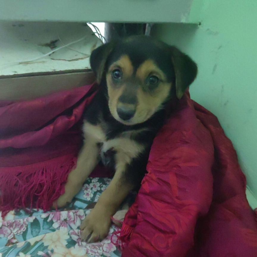 Щенок сидит в подъезде