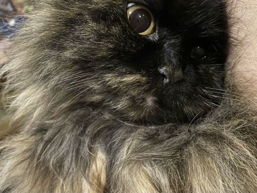 Персидская кошка