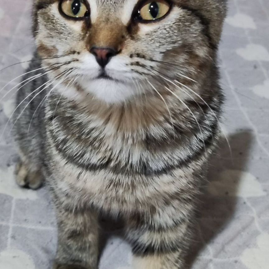 Отдам в добрые руки кошечку