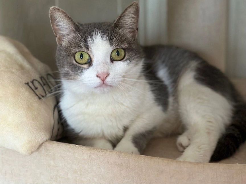 Котишки из приюта ждут человека