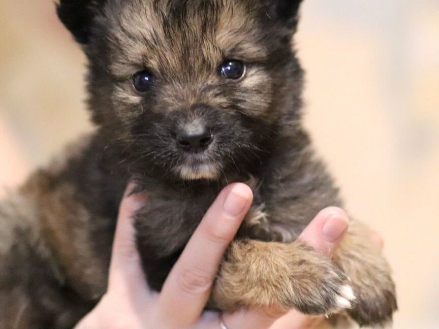 Сириус ищет дом