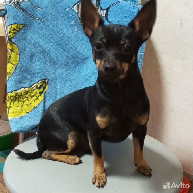 Вязка той терьер мини, мальчик