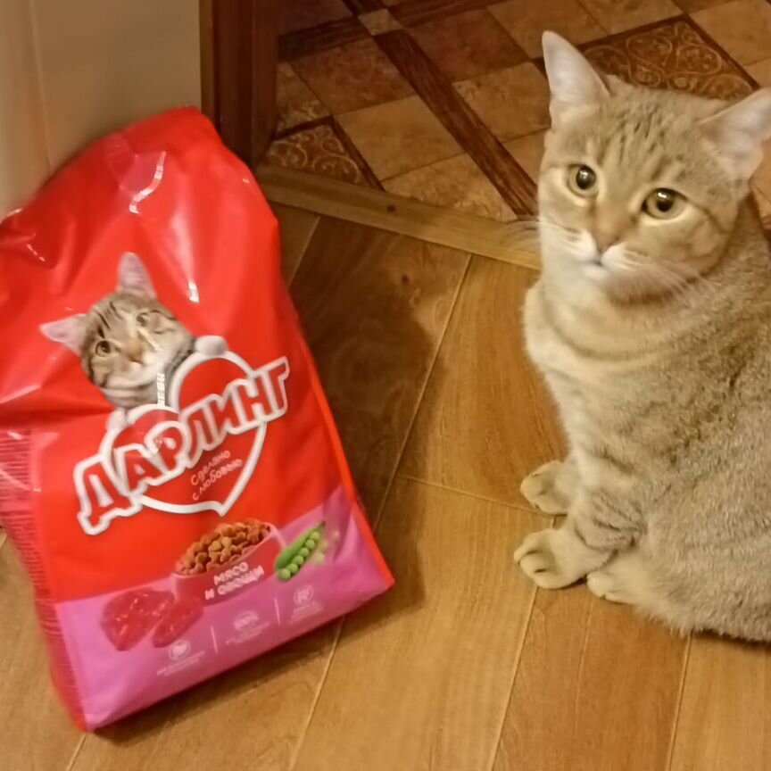 Взрослая, кошка в добрые руки