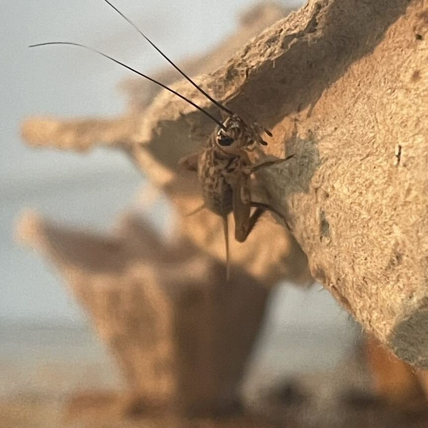 Сверчки живые кормовые