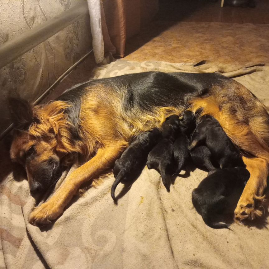 Щенки Овчарки