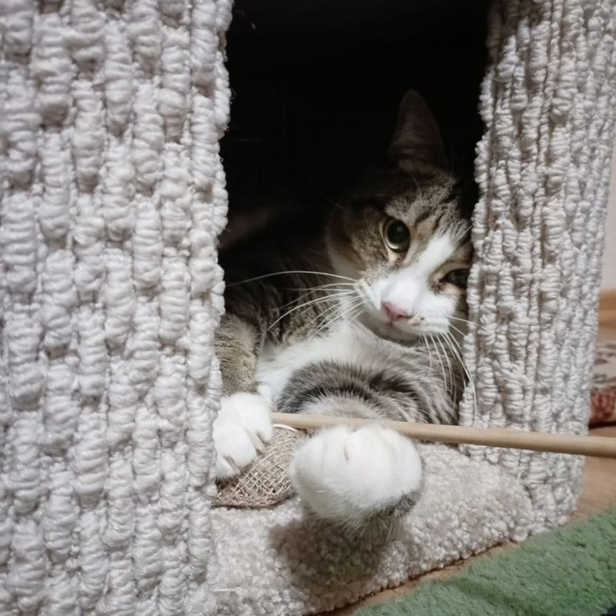 Взрослый кот в добрые руки