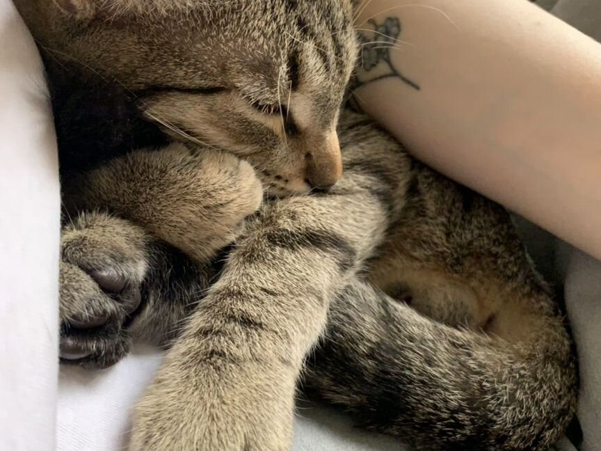 Уютный котенок Кирюша в добрые руки