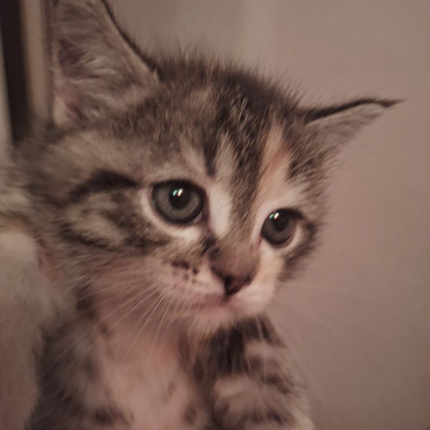 Котек девочка