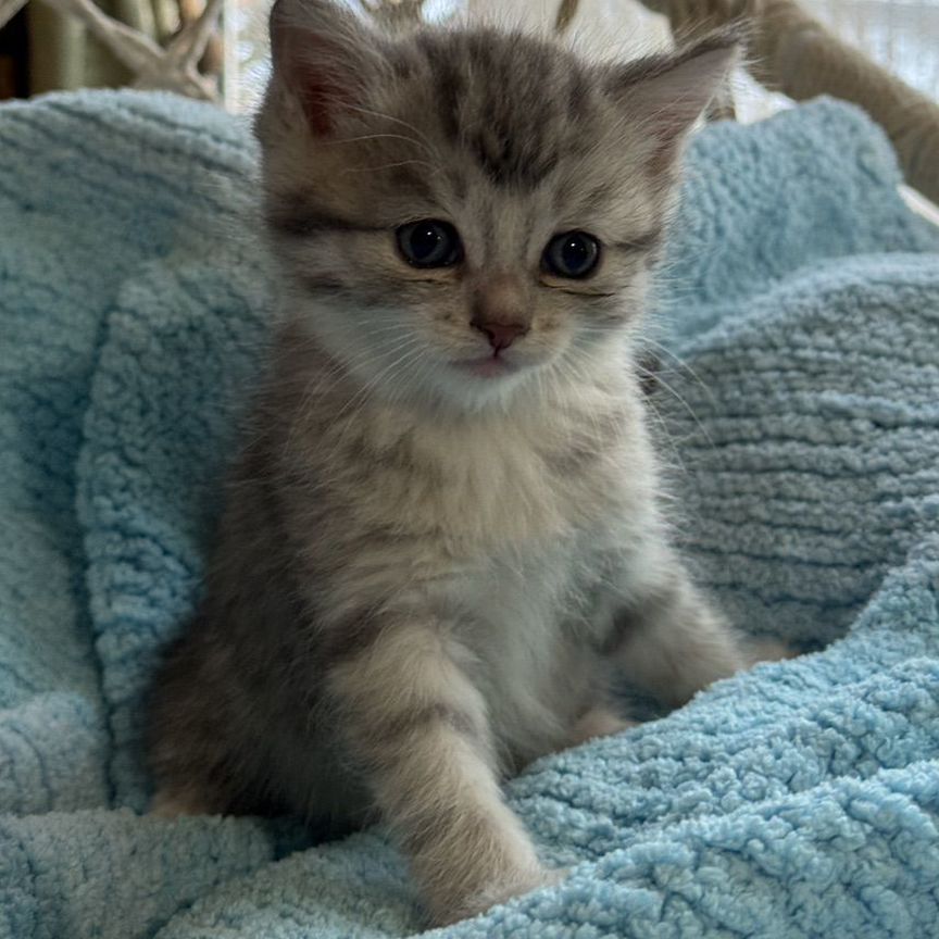 Котёнок в добрые руки