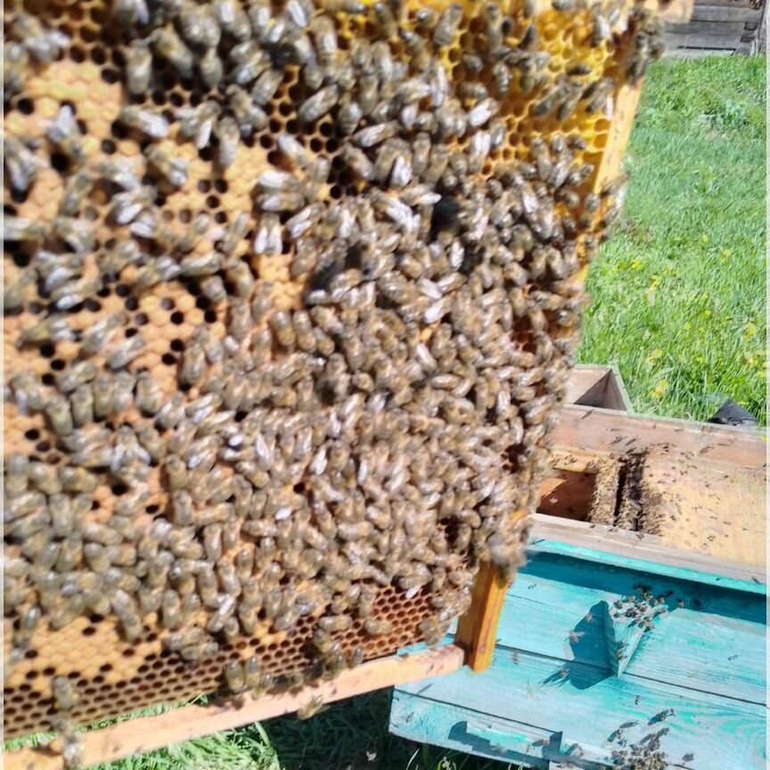 Пчелы семьями пакетами