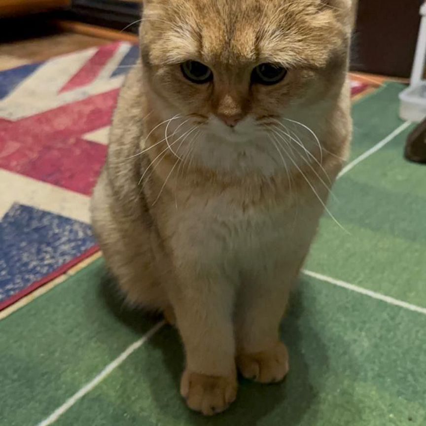 Британский кот