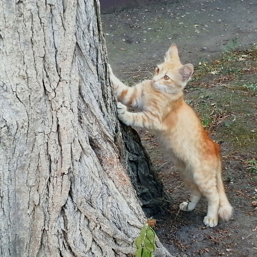 Котенок на улице