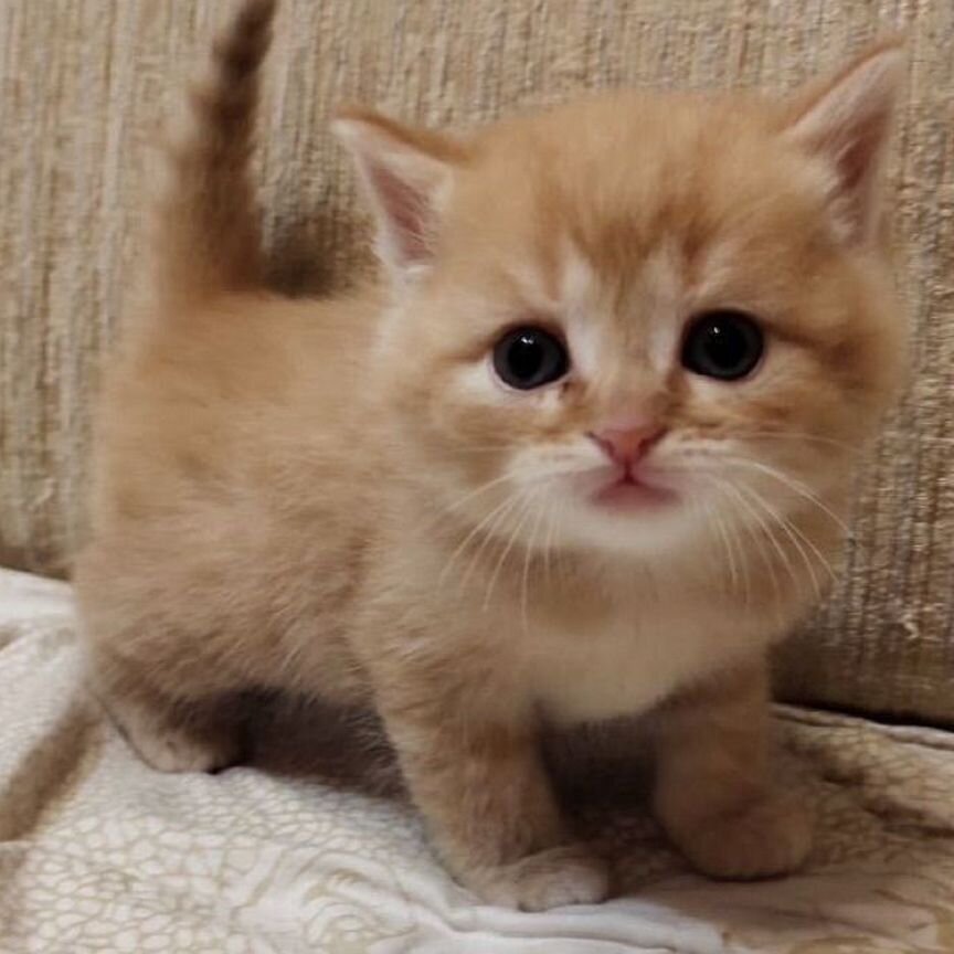 Рыжий котенок мальчик Забронирован