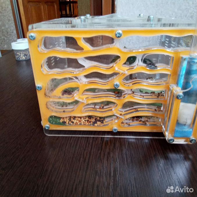 Муравьиная ферма