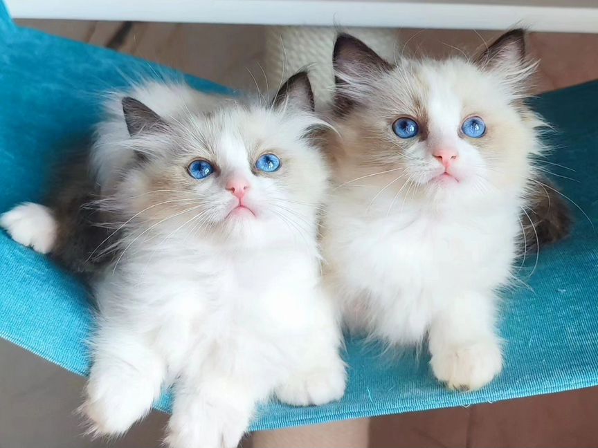 Рэгдолл с документами, мальчики