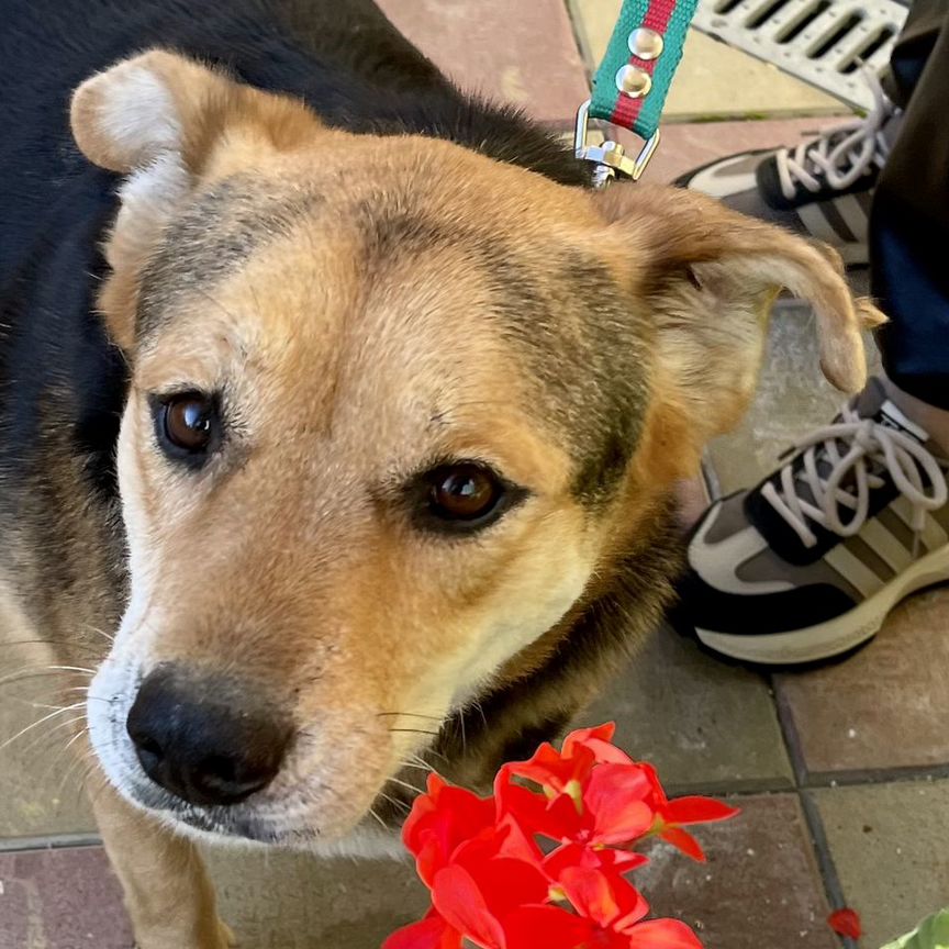 Взрослая собака в добрые руки