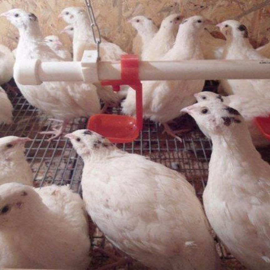 Перепела живые