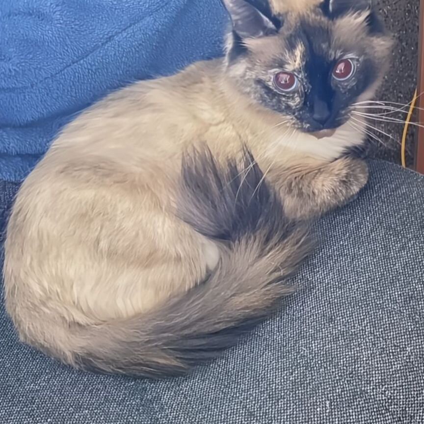 Тайская, взрослая кошка