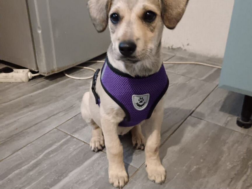 Щенок в добрые руки бесплатно