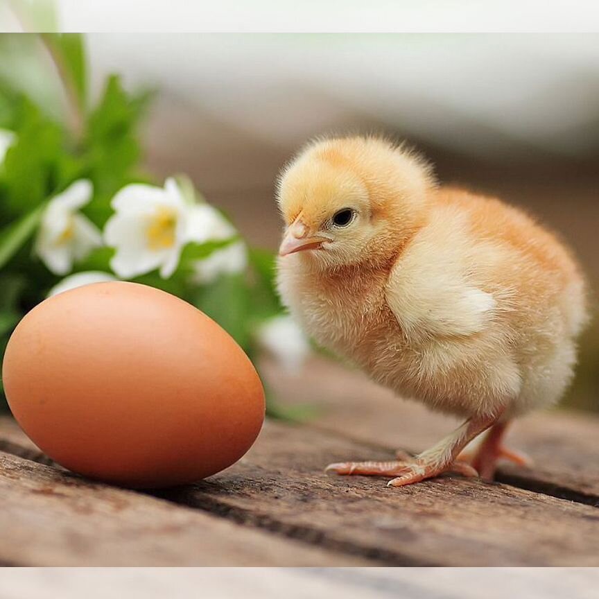 Инкубационное яйцо кобб 500 и росс 308