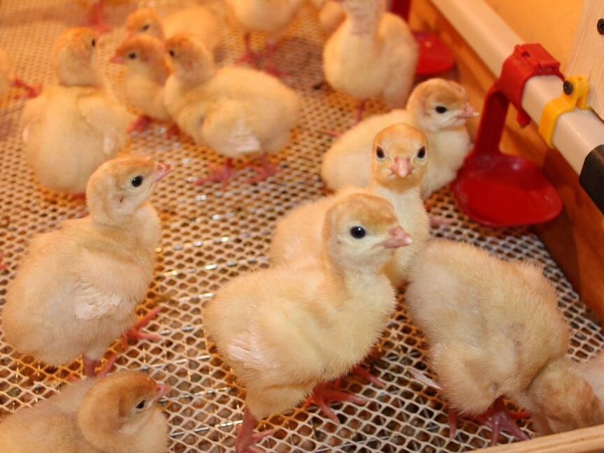 Индюшата биг 6