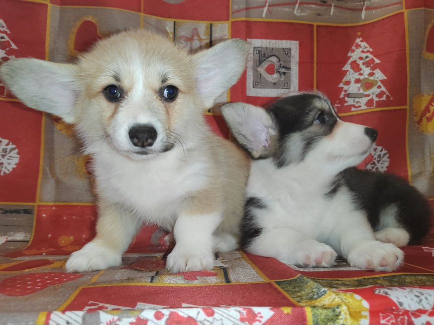 Вельшкорги Пемброк щеночки