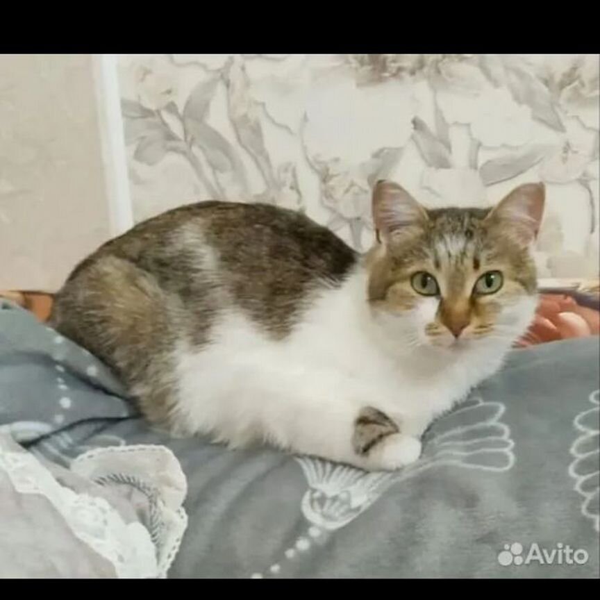 Ищу кошечки дом