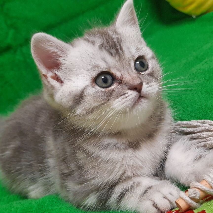 Шотландские прямоухие котята