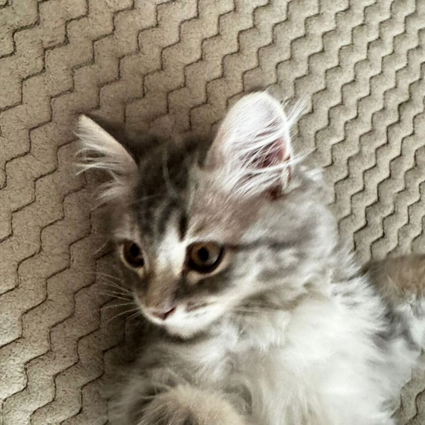 Котенок 2.5 месеца