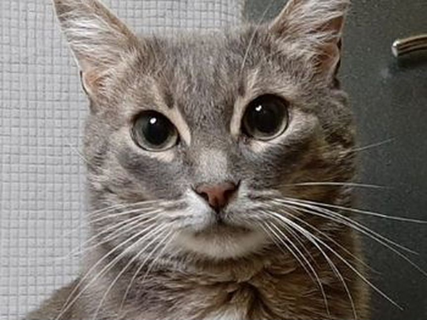 Серая кошка Таисия в добрые руки