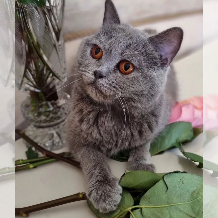 Британская ласковая кошка Сара